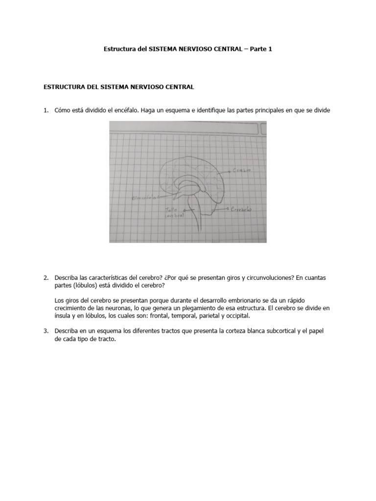 Estructura del SNC: Guía Básica | PDF | Sistema nervioso | Cerebro