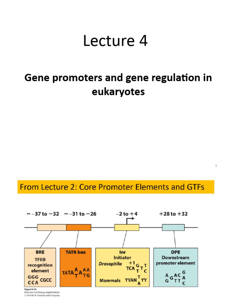 F22 MCB 2050 Lecture 4 - Gene Regulation | PDF | Promoter (Genetics) | Hiv