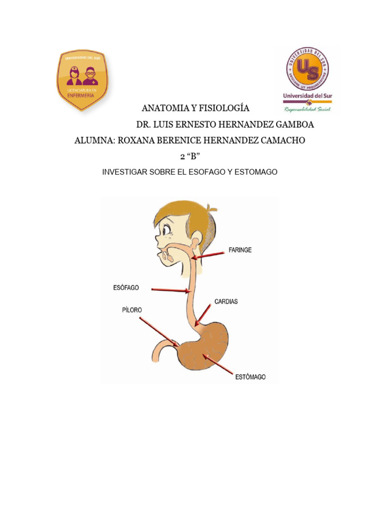Estomago y Esofago | PDF | Estómago | Digestión