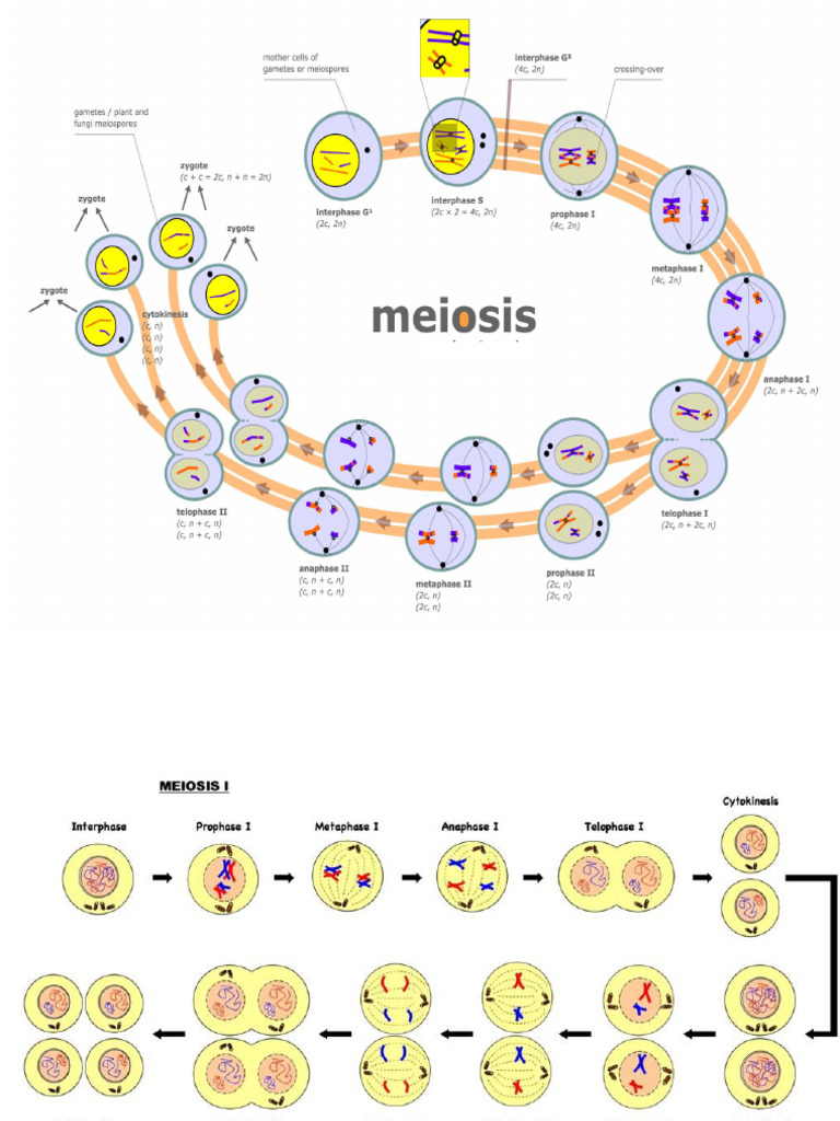 Variabilidad en Gametos por Meiosis | PDF | Mitosis | Interacciones ...