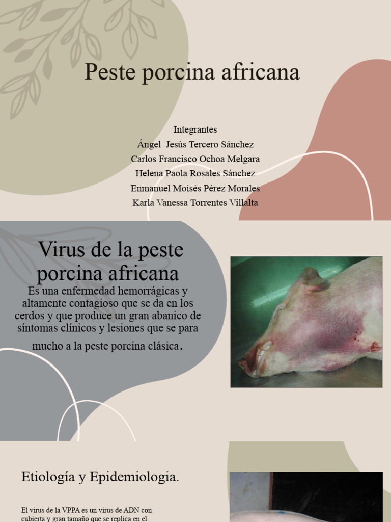 Peste Porcina Africana Diapositiva | PDF | Virus | Peste (enfermedad)