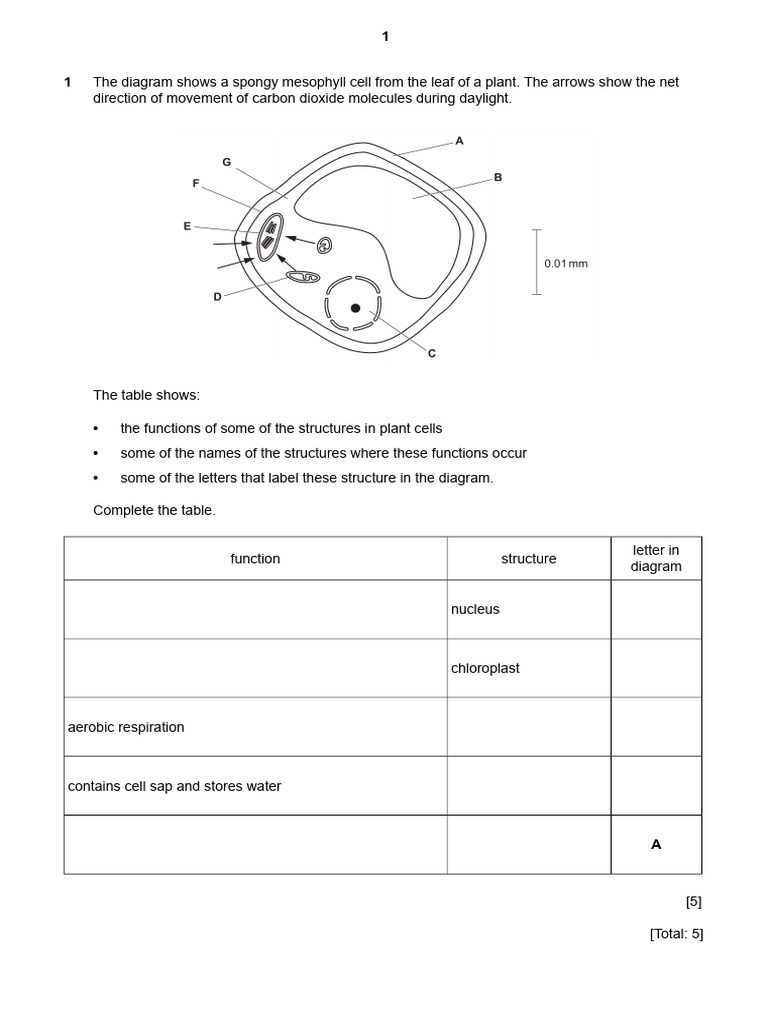 Cell Structure Homework Questions | PDF