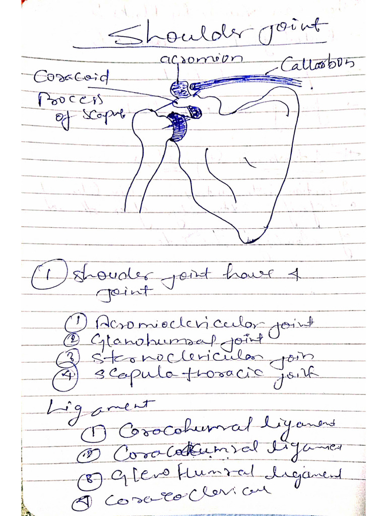 Shoulder Joint.anatomy& Biomechanics | PDF