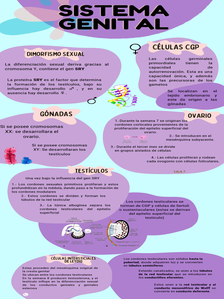 Embriología S G Pdf Testículo Vagina