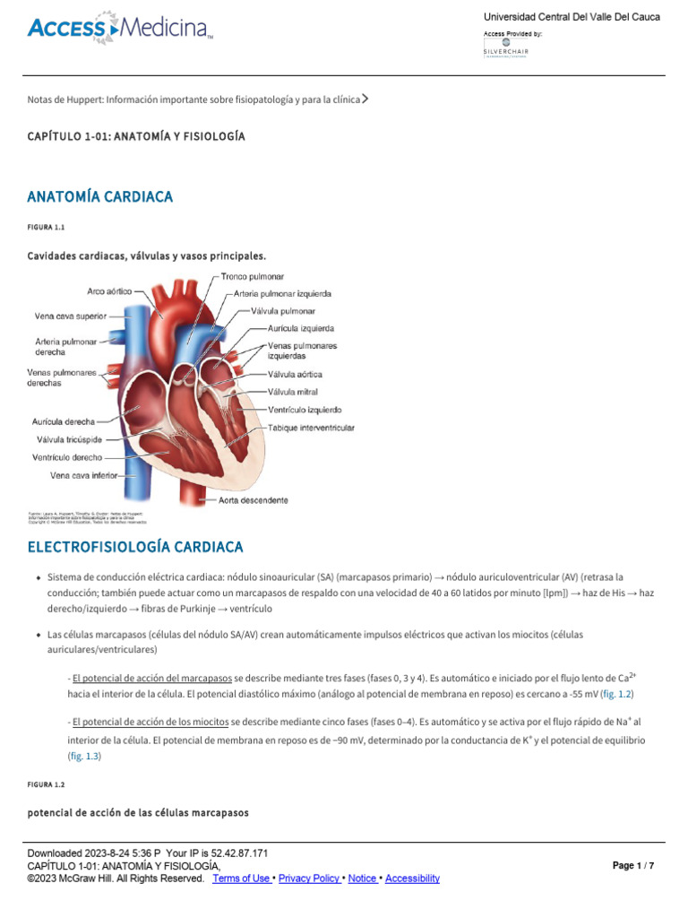 Anatomía Cardiaca Cap 1 Pdf Corazón Ventrículo Corazón