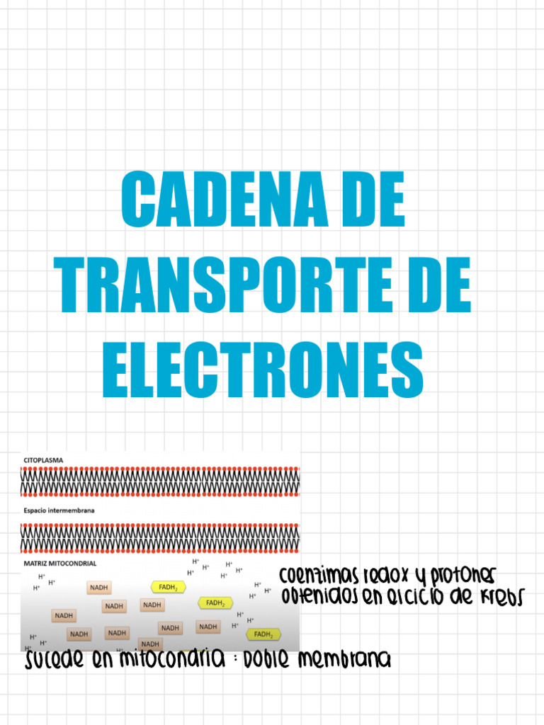 Cadena de Transporte de Electrones y Fosforilación Oxidativa | PDF | Cadena de transporte de ...