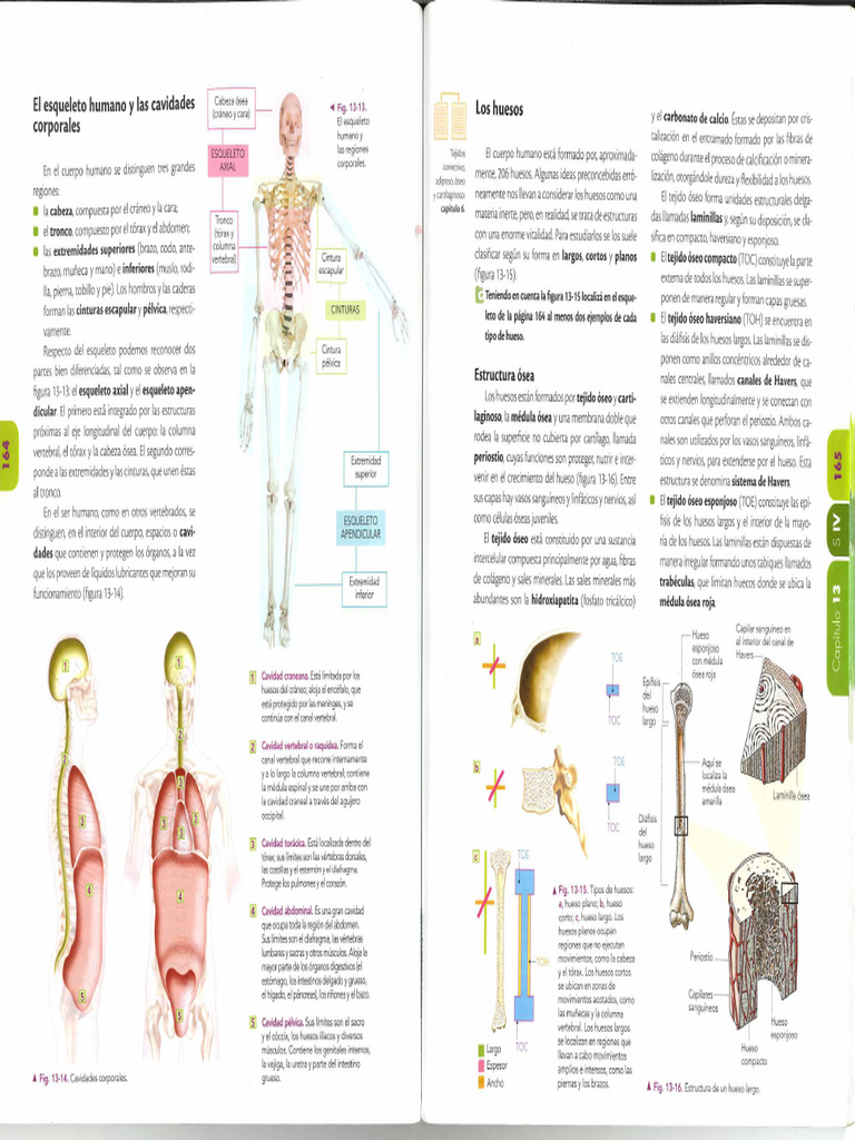 Osteo... Biolog-A Anatom-A y Fisiolog-A Humanas. Gen-Tica. Evoluci-N - Santillana | PDF
