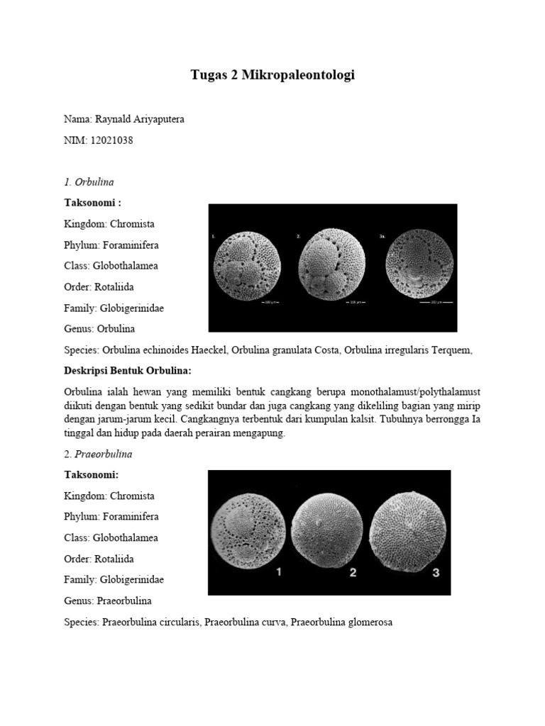 Tugas 2 Mikropaleontologi | PDF | Ilmu Sosial | Sains & Matematika