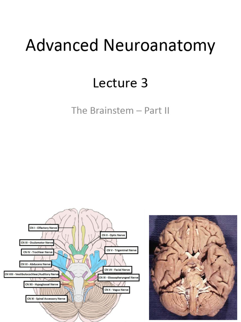 Ainstem II | PDF | Anatomy | Neuroscience