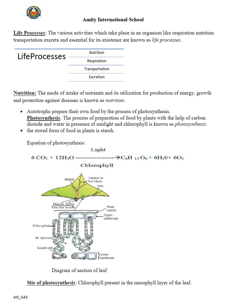 Autotrophic Nutrition Handout-2 | PDF | Photosynthesis | Leaf
