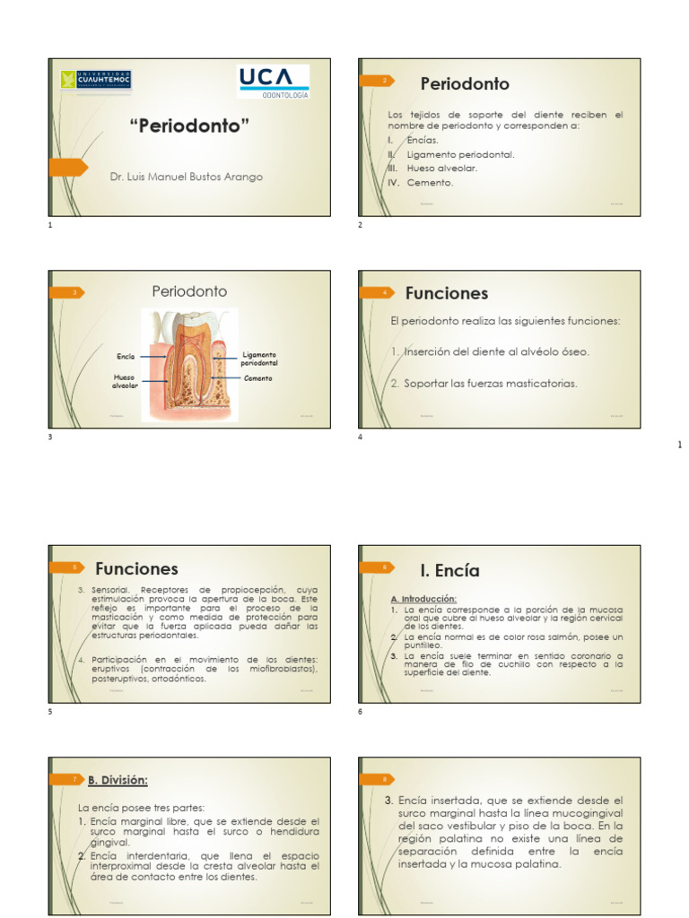 Periodonto | PDF | Esmalte de dientes | Anatomia dental