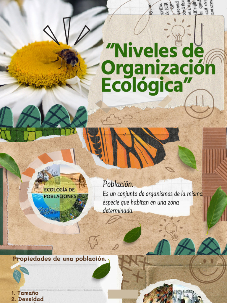 “Niveles de Organización Ecológica” | PDF | Ecosistema | Ecología