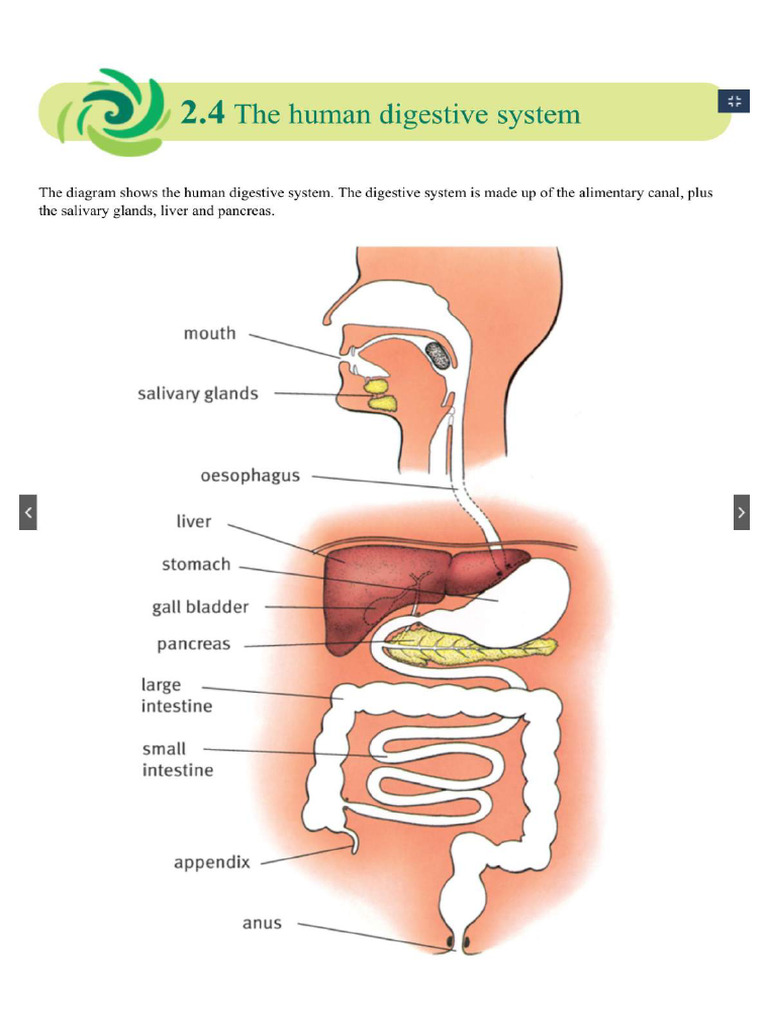 Digestive system | PDF