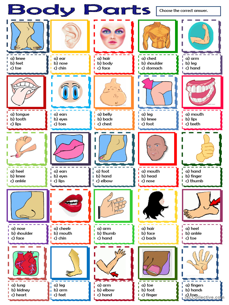 Body Parts Identification for Kids | PDF