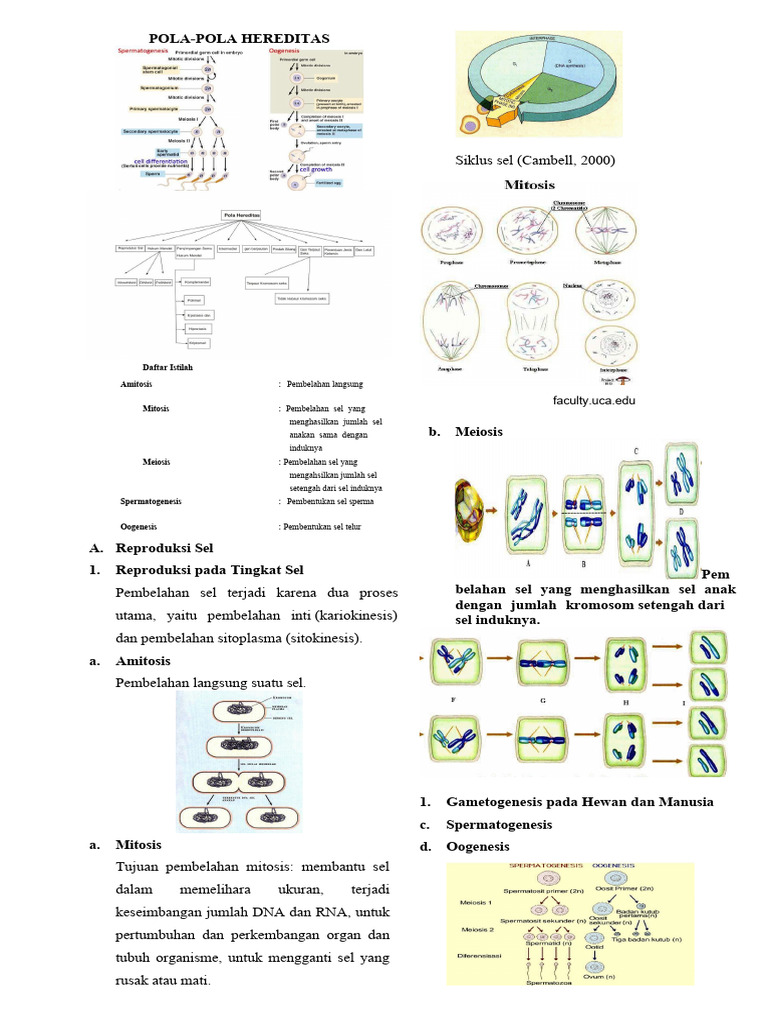 Pola Hereditas | PDF