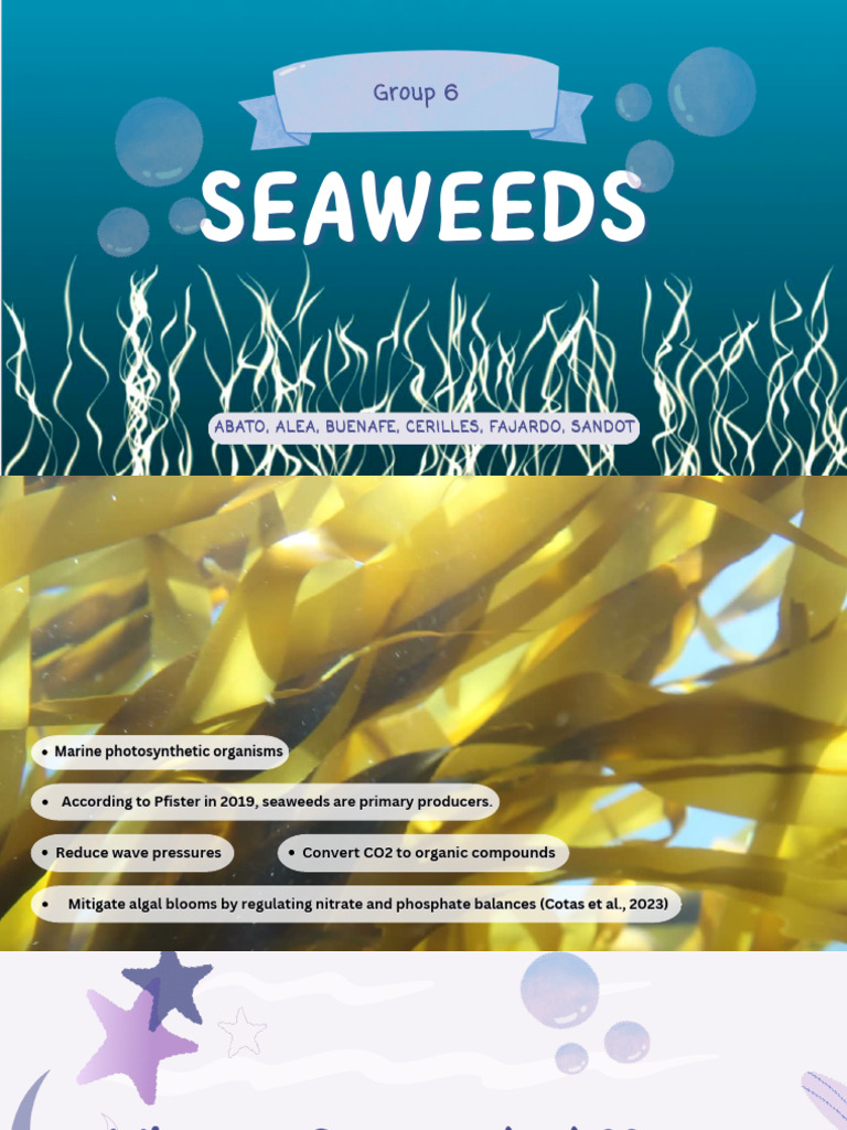 Group 6 - Seaweeds | PDF | Seaweed | Algae