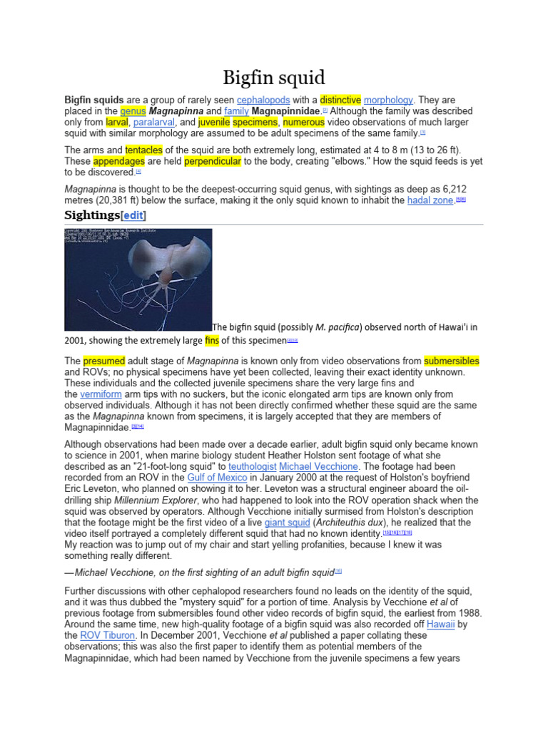Bigfin Squid | PDF