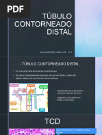 Anatomía y Función Del Túbulo Contorneado Distal (Autoguardado) | PDF ...