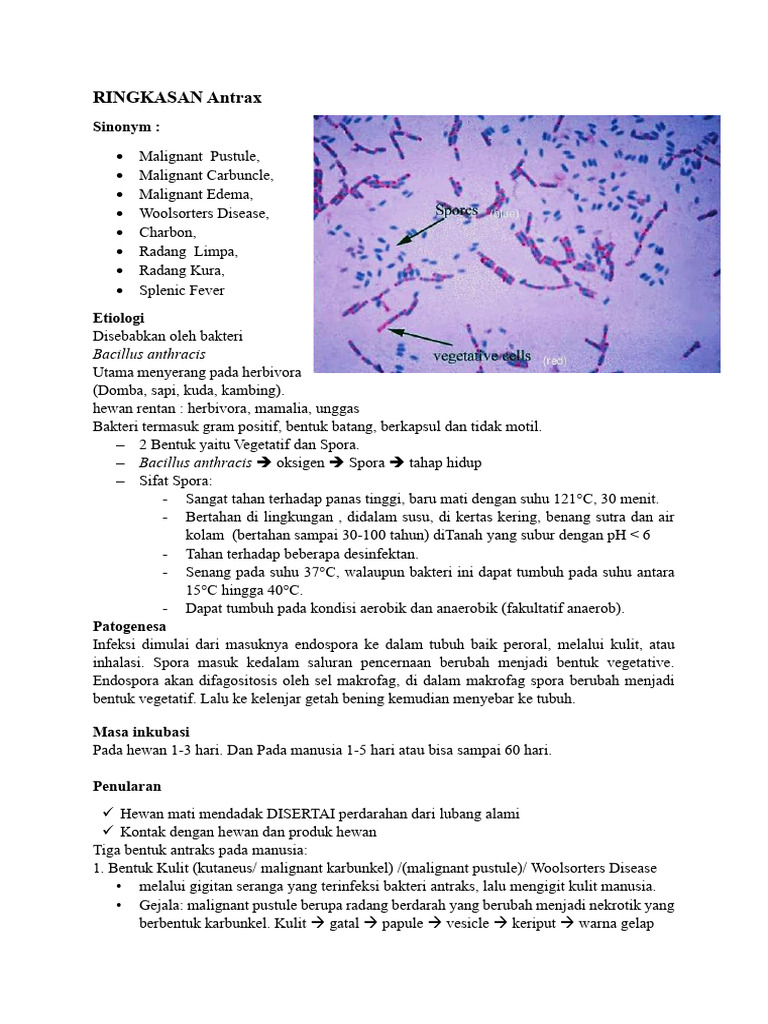 Ringkasan Antrax | PDF