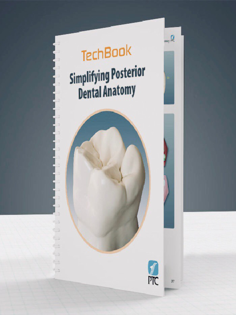 Posterior Anatomy | PDF