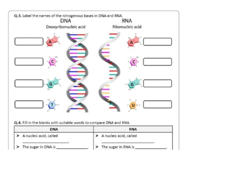 DNA Vs RNA | PDF