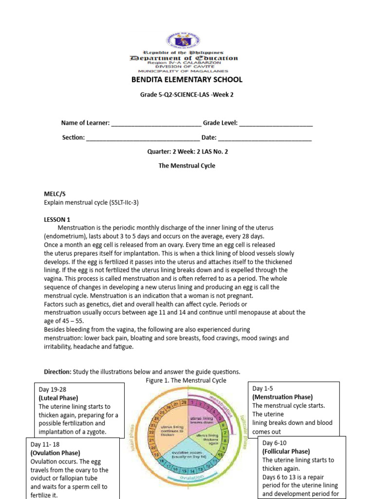 Grade 5 Q2 Science LAS Week 2 Enhancement | PDF | Menstrual Cycle ...