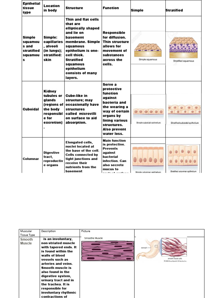 Epithelial Tissue Type | PDF | Epithelium | Neuron