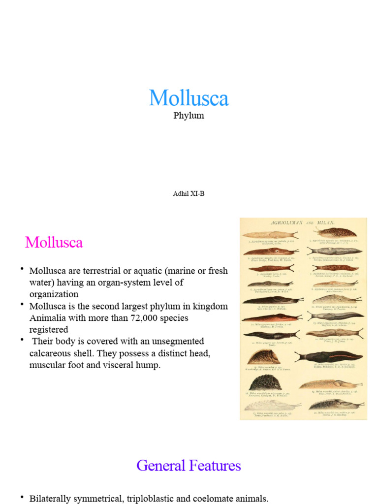 Overview of Mollusca Phylum Species | PDF | Home & Garden