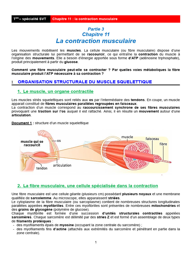 Mécanismes de la contraction musculaire | PDF | Muscle | Respiration ...