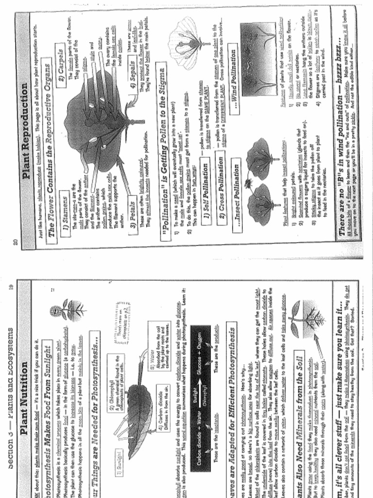 KS3 Science CGP Revision & Questions Section 3 Plants and Ecosystems | PDF