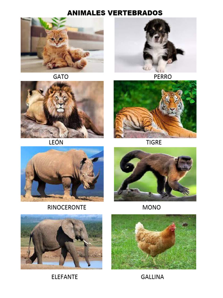Animales Vertebrados y sus Tipos | PDF | Hogar, jardinería y bricolaje