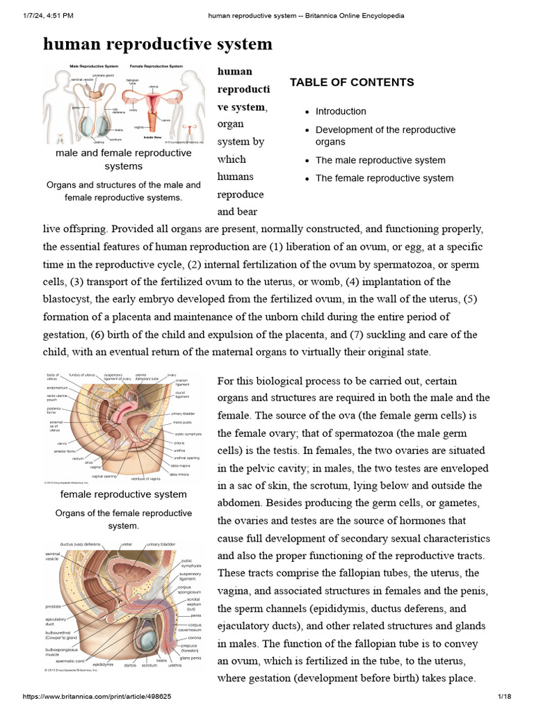 Human Reproductive System - Britannica Online Encyclopedia | PDF ...