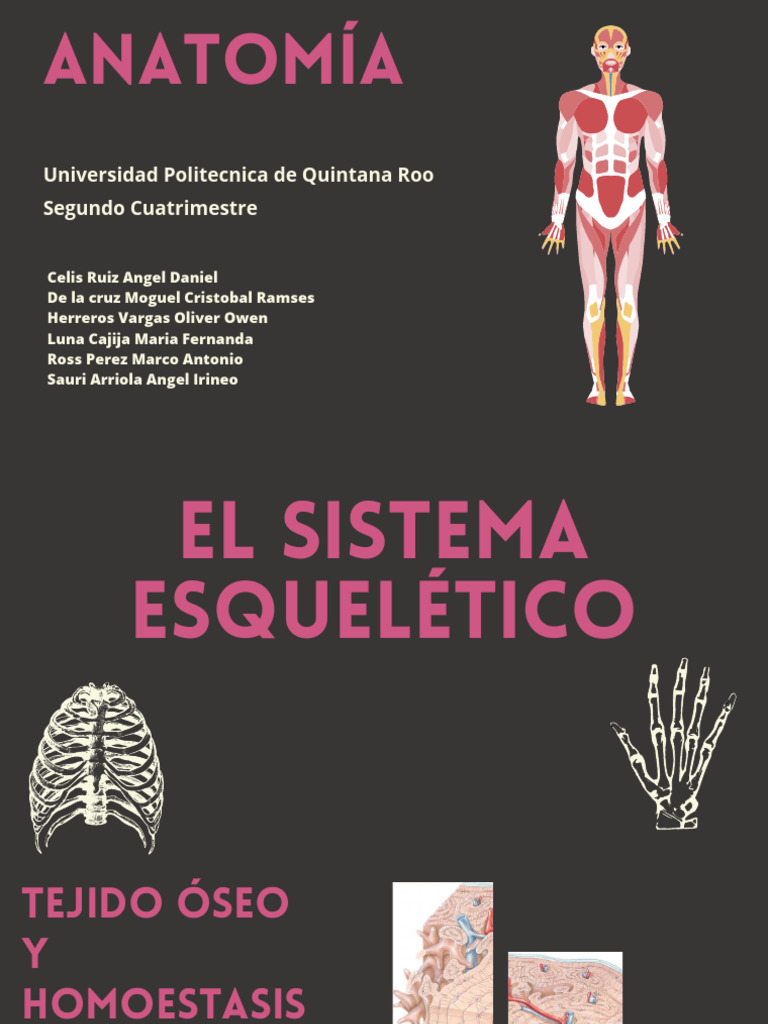 Sistema Esqueletico Y Sistema Muscular Pdf Músculo Hueso