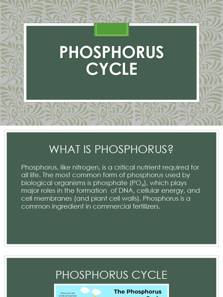 Phosphorus Cycle | PDF | Phosphorus | Fertilizer