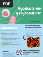 ERYSIPELOTHRIX | PDF | Infección | Sistema inmune