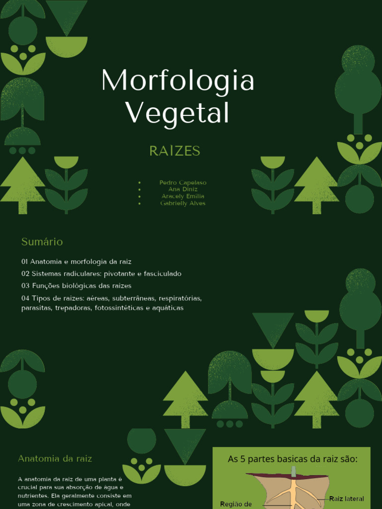 Morfologia Vegetal | PDF | Raiz | Morfologia vegetal