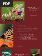 Insect Body Segmentation Guide | PDF | Insects | Arthropodology