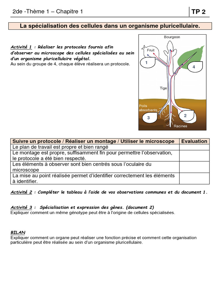 2de - T1 - TP2 Spécialisation Des Cellules | PDF