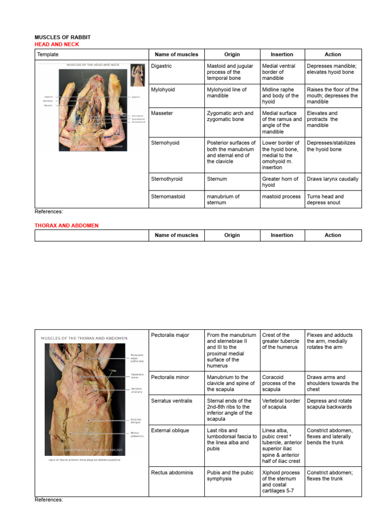 MUSCLES-OF-RABBIT.docx | PDF | Foot | Human Leg