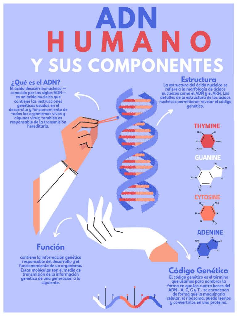 ¿Qué Es El ADN | PDF | Adn | Sexo