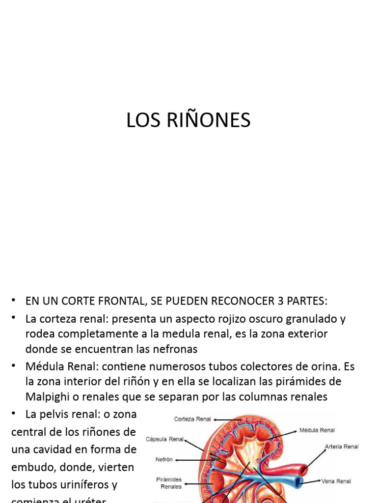 Los Riñones | PDF | Riñón | Sistema urinario