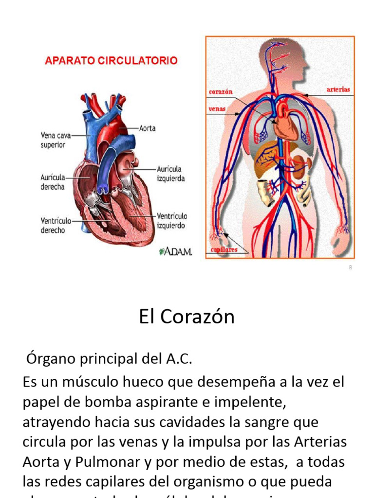 Aparato Circulatorio | PDF | Corazón | Sistema circulatorio