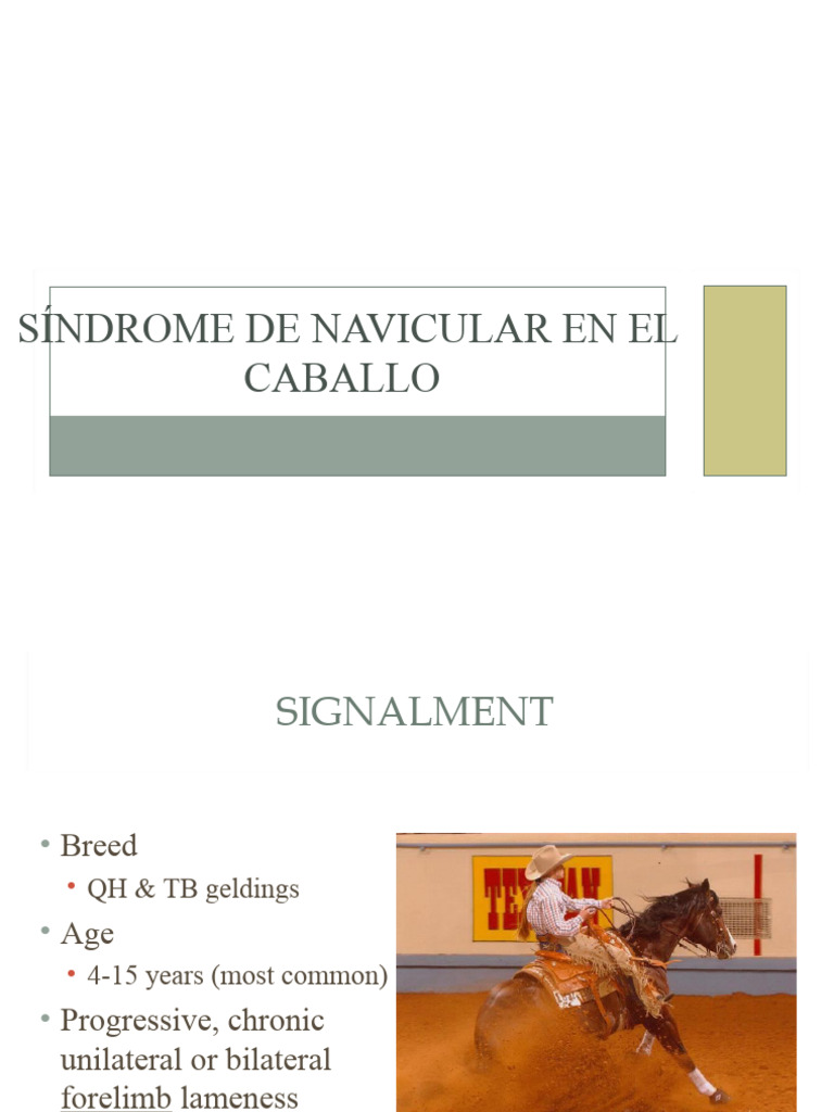 Navicular Syndrome in Horses | PDF | Clinical Medicine | Medical ...