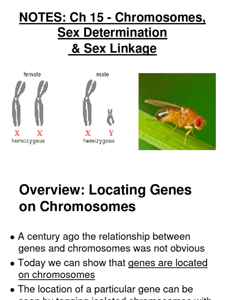 Notes Ch 15 Sex Determination Linkage Slideshow Pdf Genetic