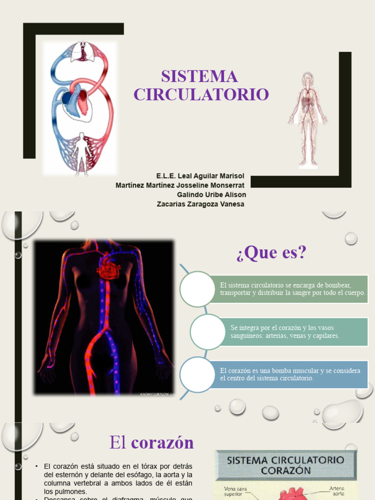 Sistema circulatorio (1) | PDF | Corazón | Sistema circulatorio
