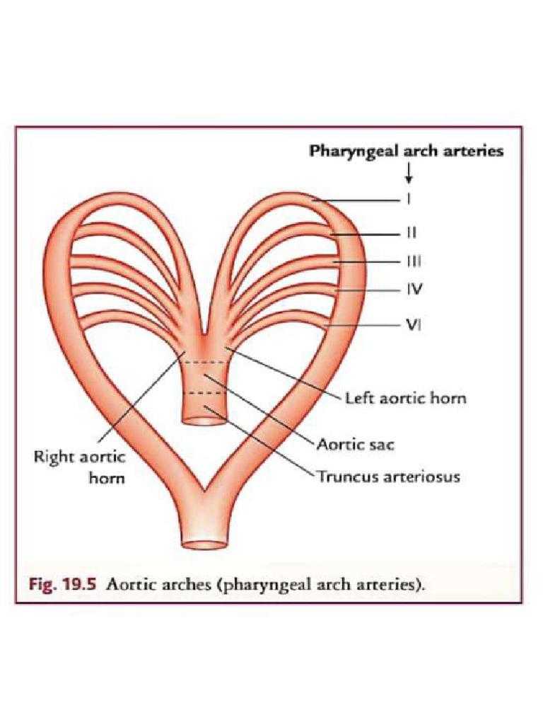 Aortic arches | PDF