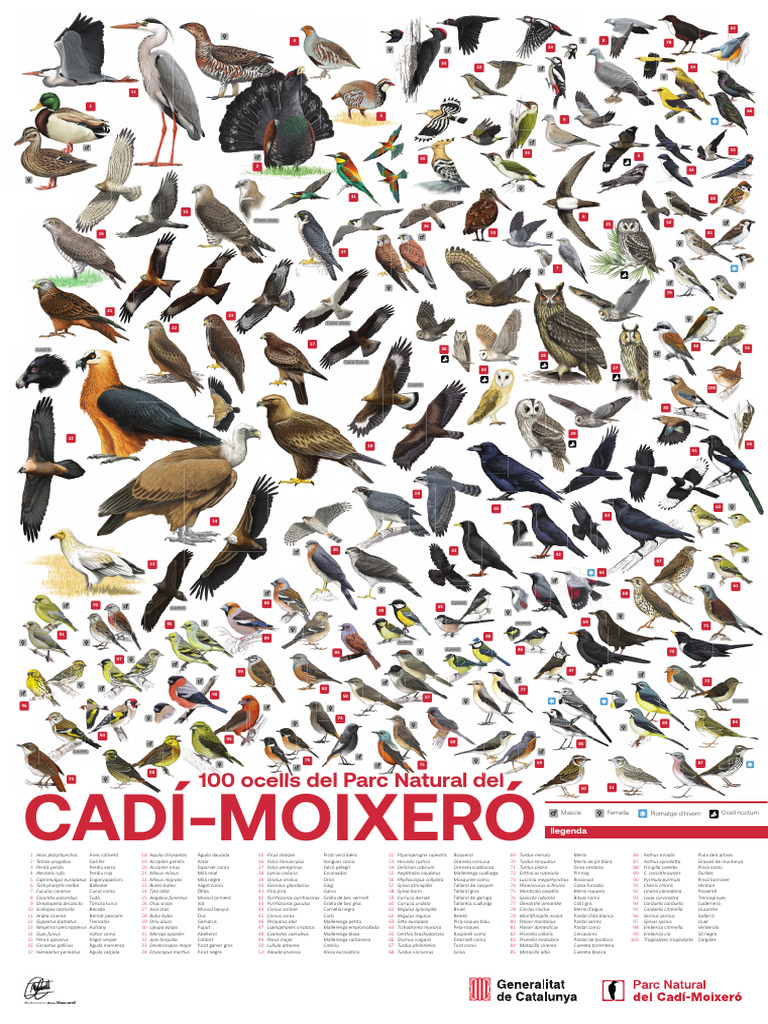 Poster 100 Ocells Del PNCM | PDF
