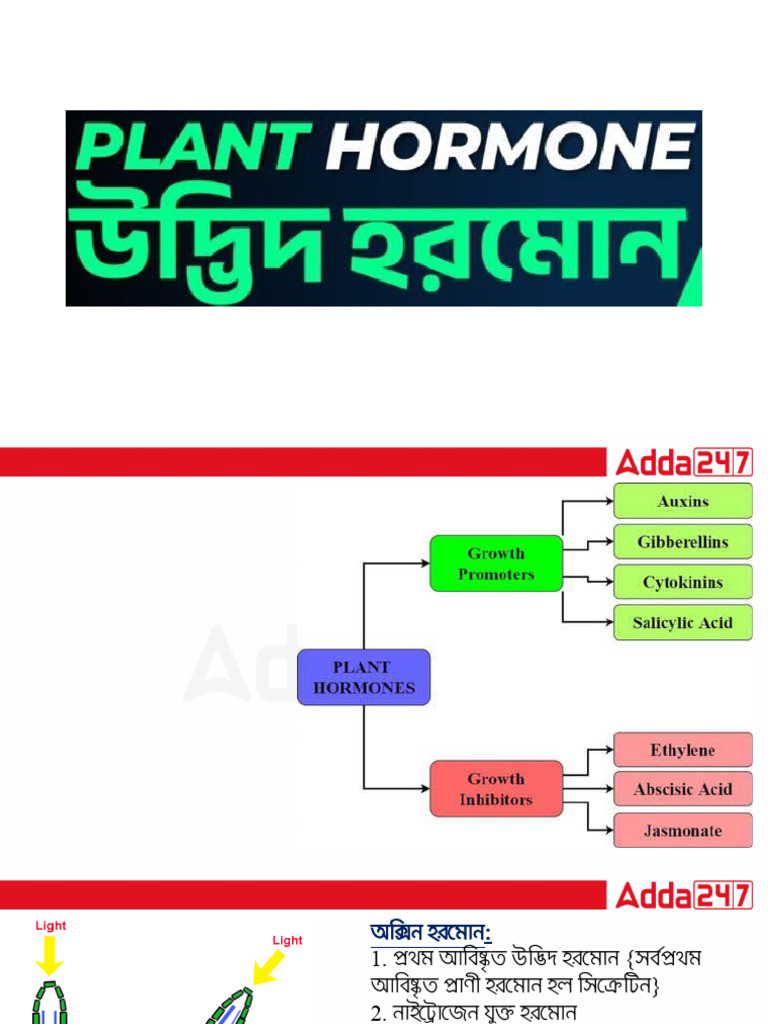 Class 4 Plant Hormone | PDF