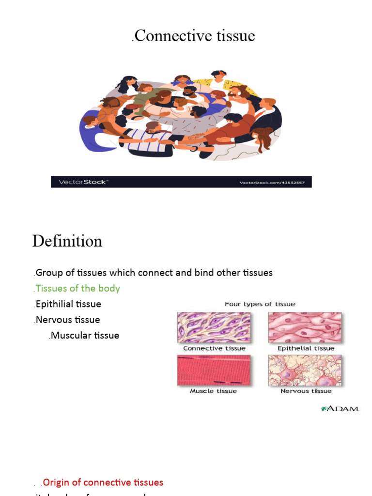 connective tissue. | PDF | Connective Tissue | Collagen