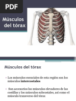 Músculos de La Nuca | PDF | Sistema musculoesquelético | Anatomía humana